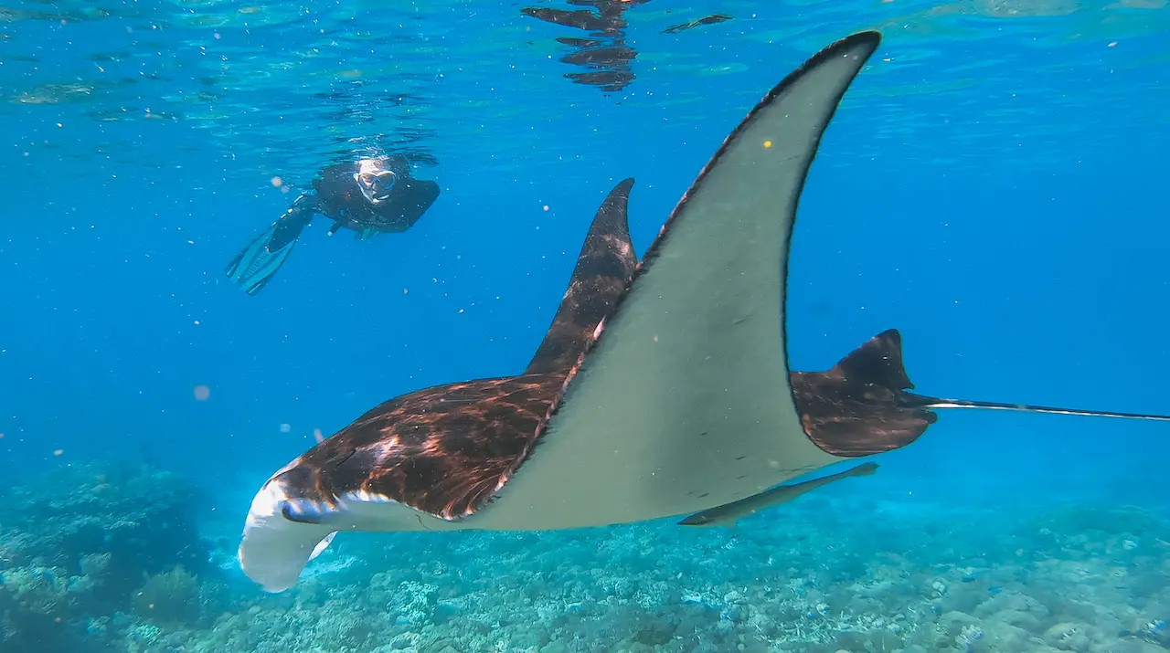 5 Amazing Spots to Swim and Dive with Manta Rays in Indonesia