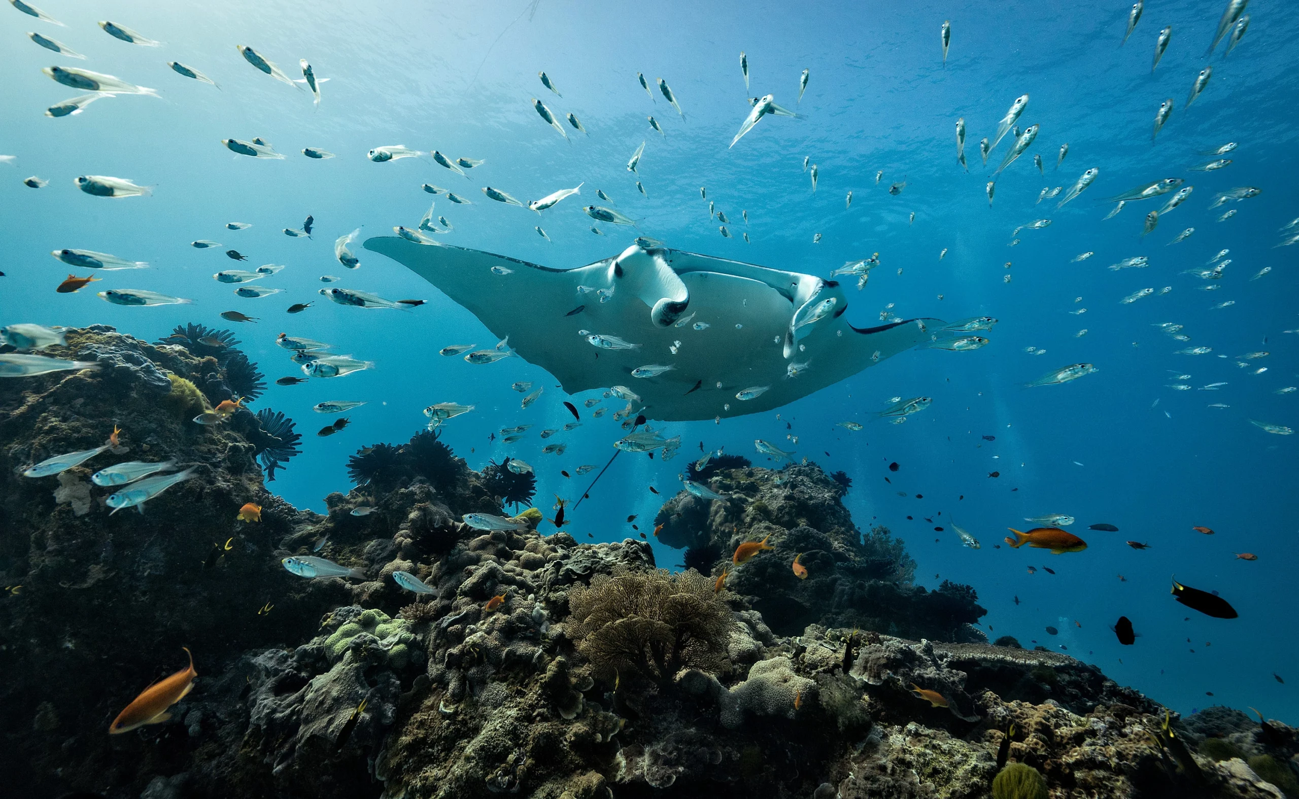Manta Point Labuan Bajo Guide | YachtCharterIndonesia